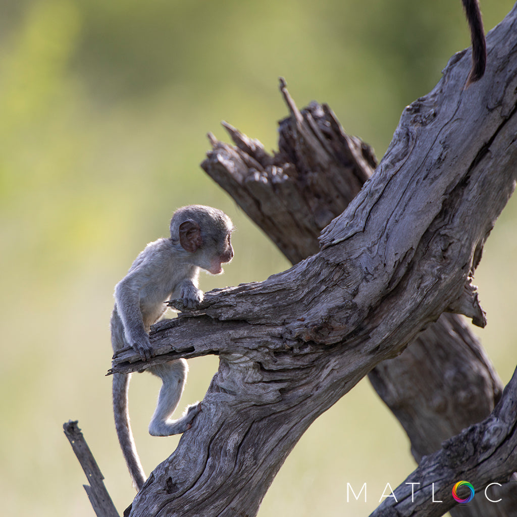 Baby Vervet Climbing – Matloc Photography