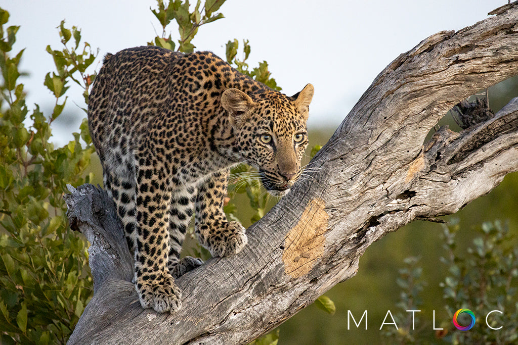 Big Eyes – Matloc Photography