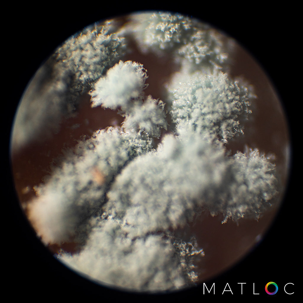 Cloudy Mold – Matloc Photography