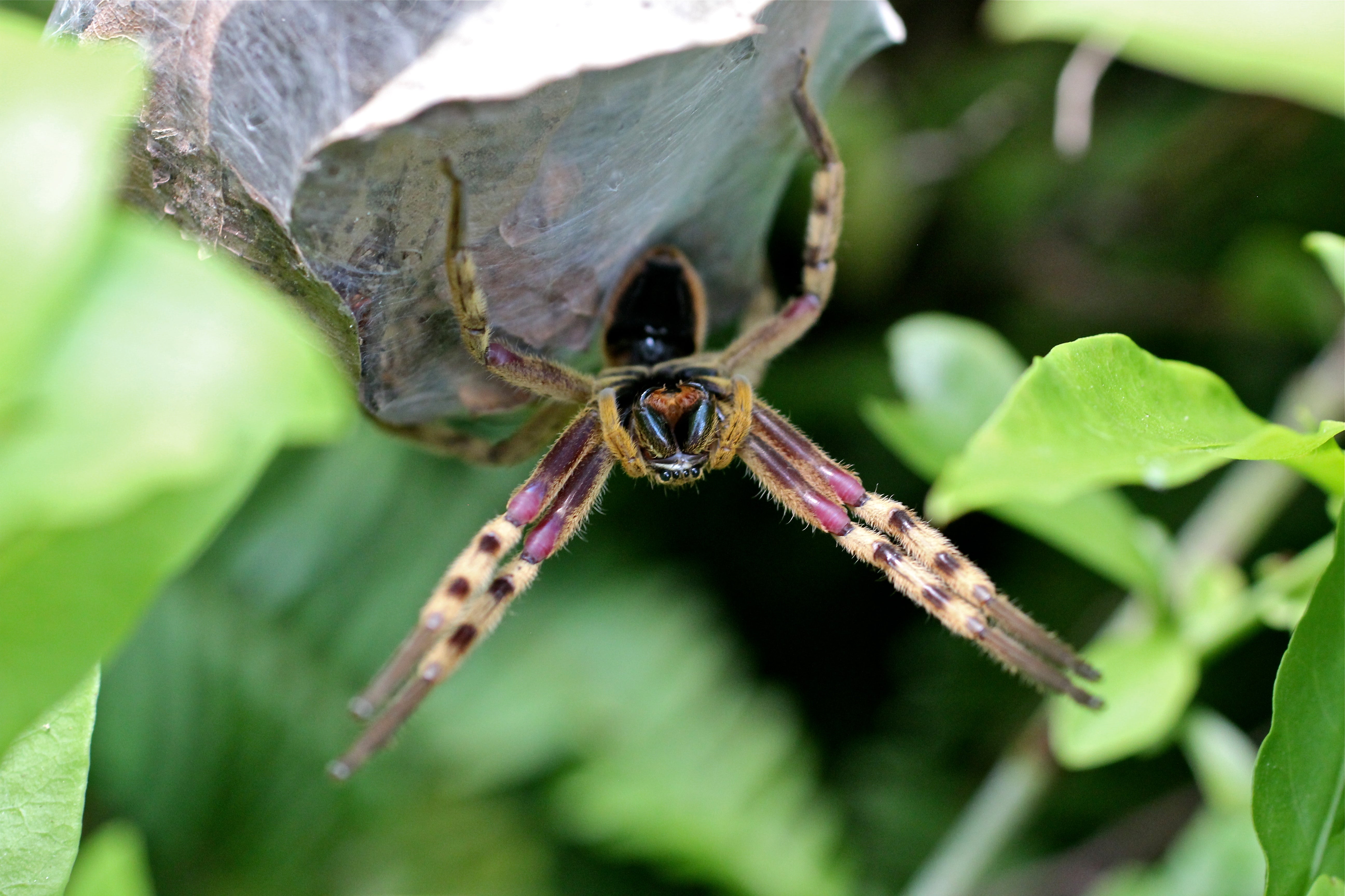 Colourful Rain Spider – Matloc Photography