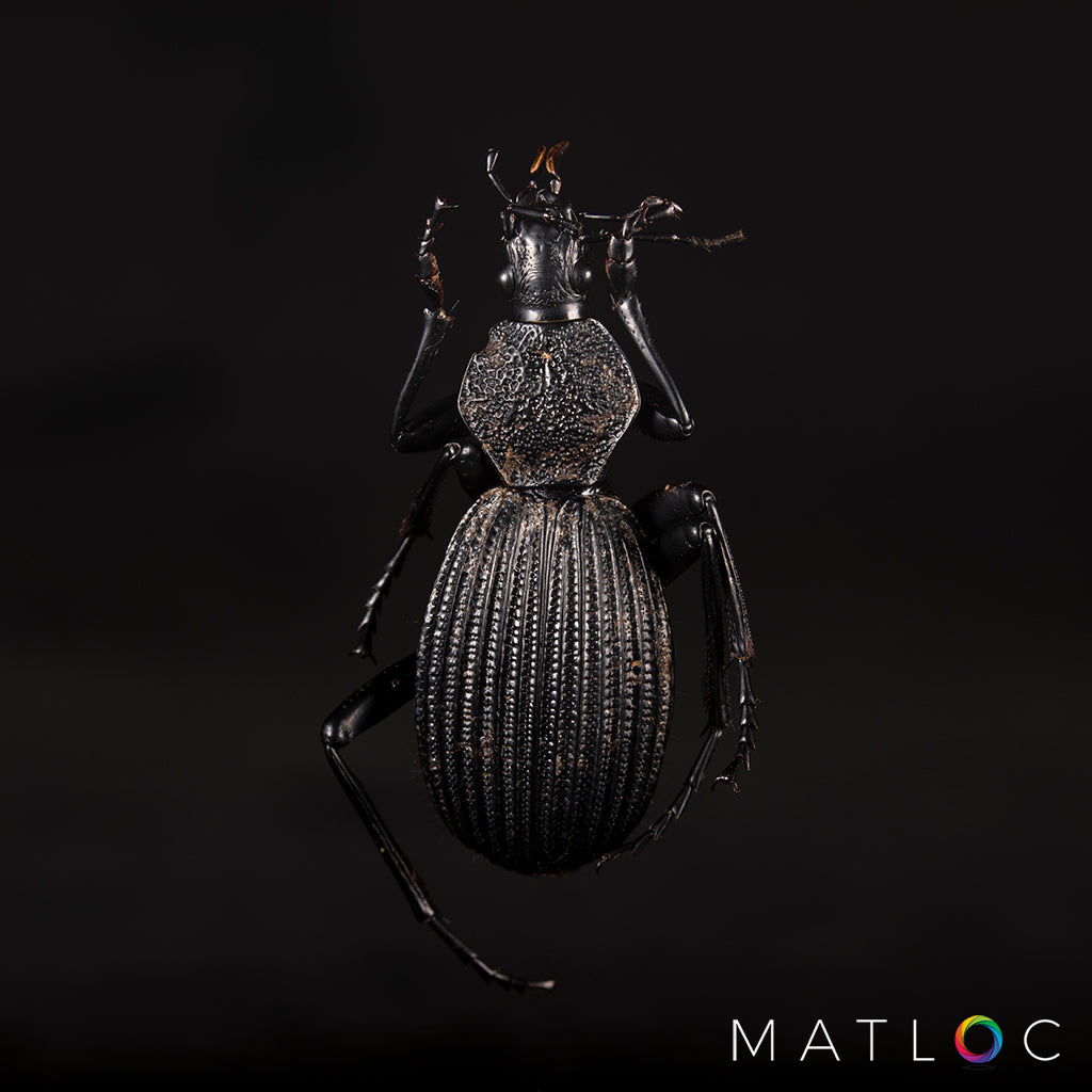 Detailed Beetle – Matloc Photography