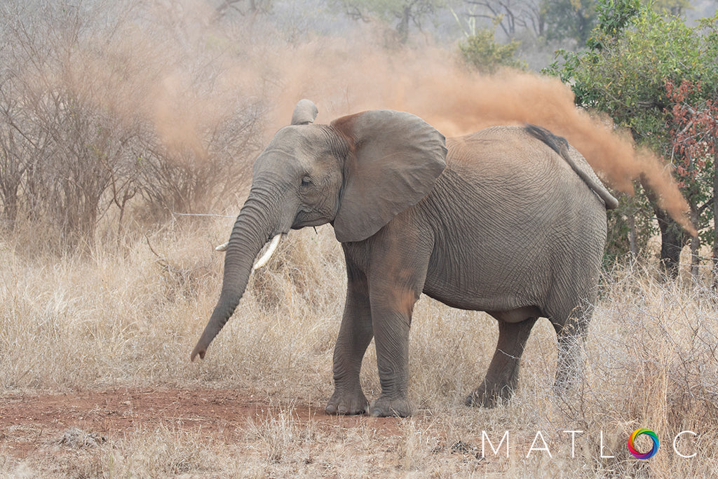 Dust Bath – Matloc Photography