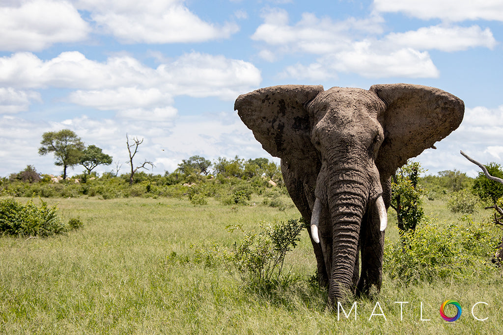 Elephant Landscape – Matloc Photography