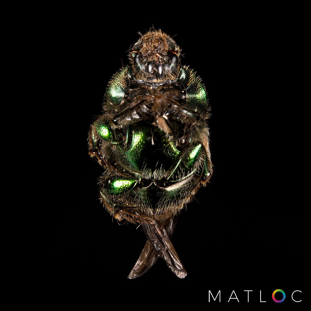 Front Emerald Beetle – Matloc Photography