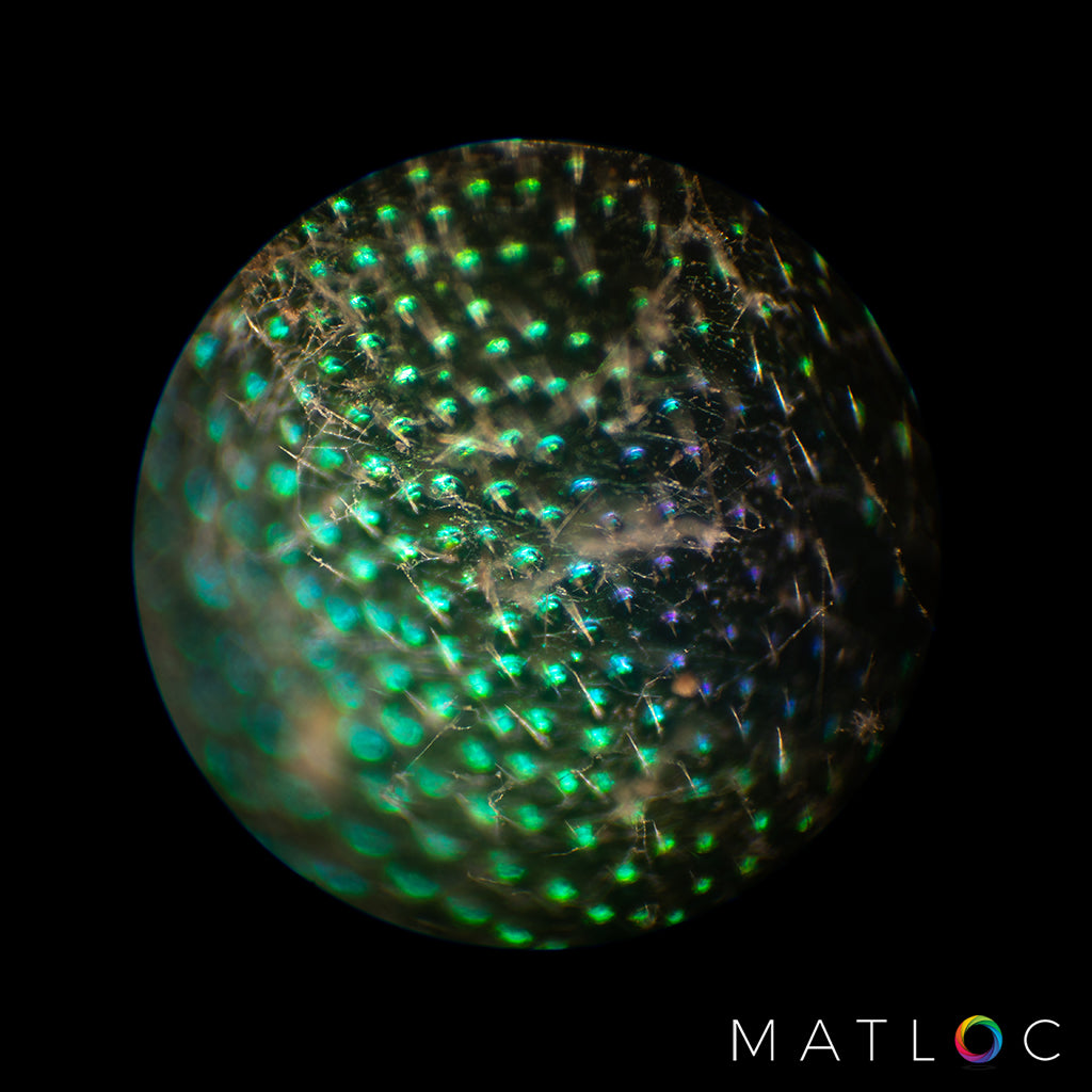 Green Metalic Exoskeleton – Matloc Photography