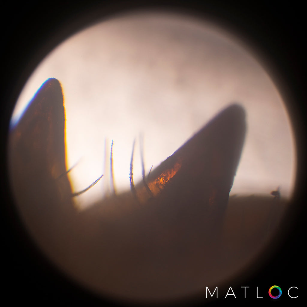 Insect Spikes – Matloc Photography