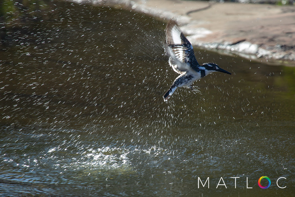 Kingfisher Splash – Matloc Photography