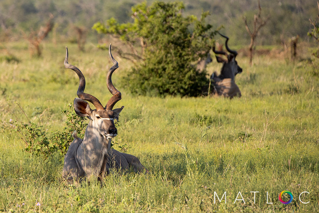 Kudu Lying Low – Matloc Photography