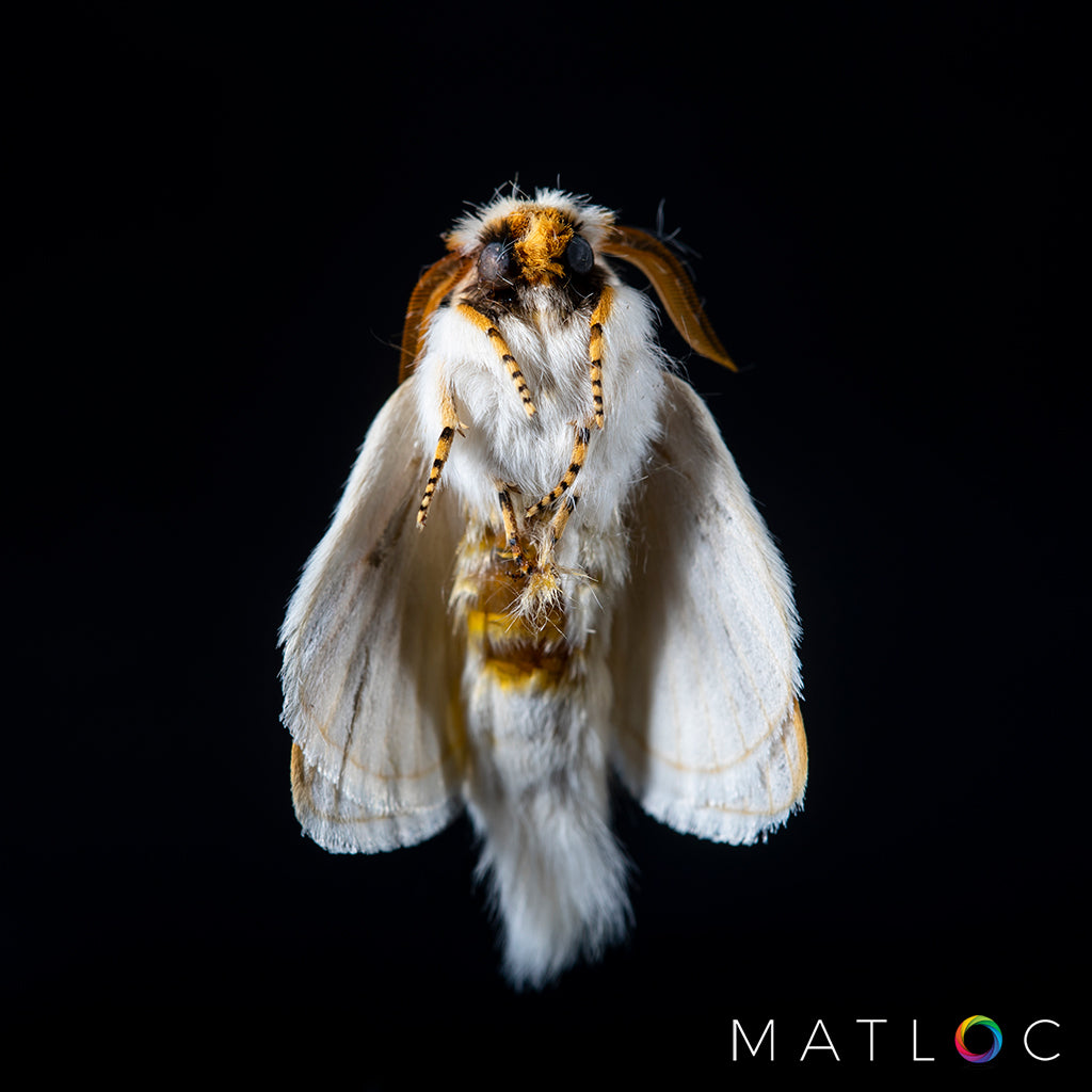 White Moth – Matloc Photography
