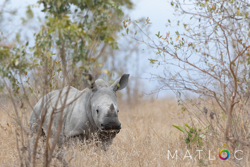 Rhino Standing in the Grass – Matloc Photography