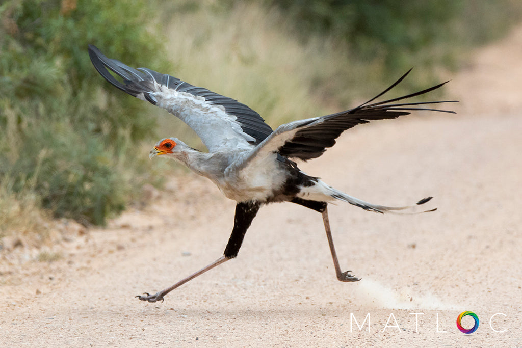 Secretary Bird Run – Matloc Photography