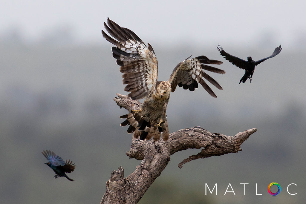 Starling Mobbing – Matloc Photography