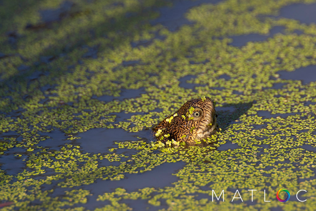Terrapin Popping out the Water – Matloc Photography