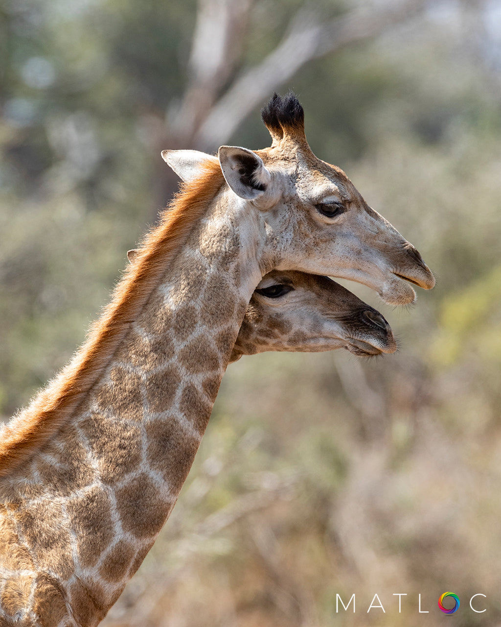 Giraffe Heads – Matloc Photography