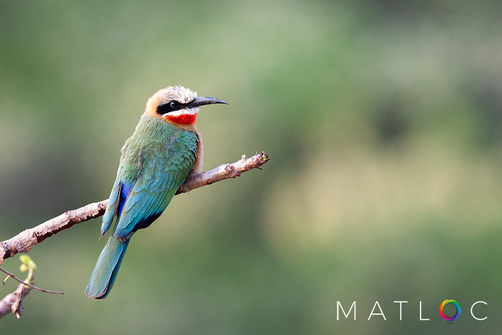 White Fronted Bee-Eater – Matloc Photography